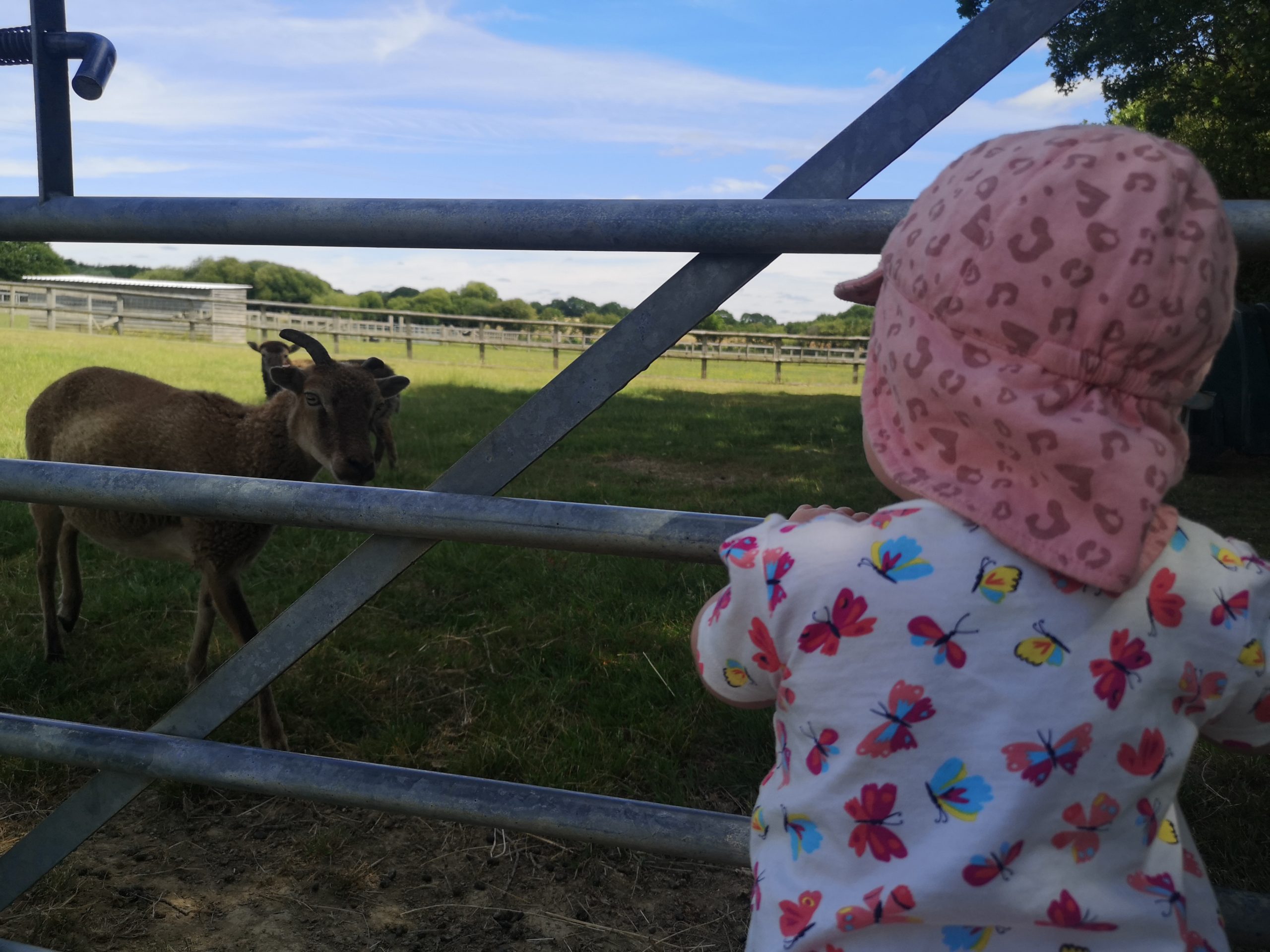 A Day out at the Farm.