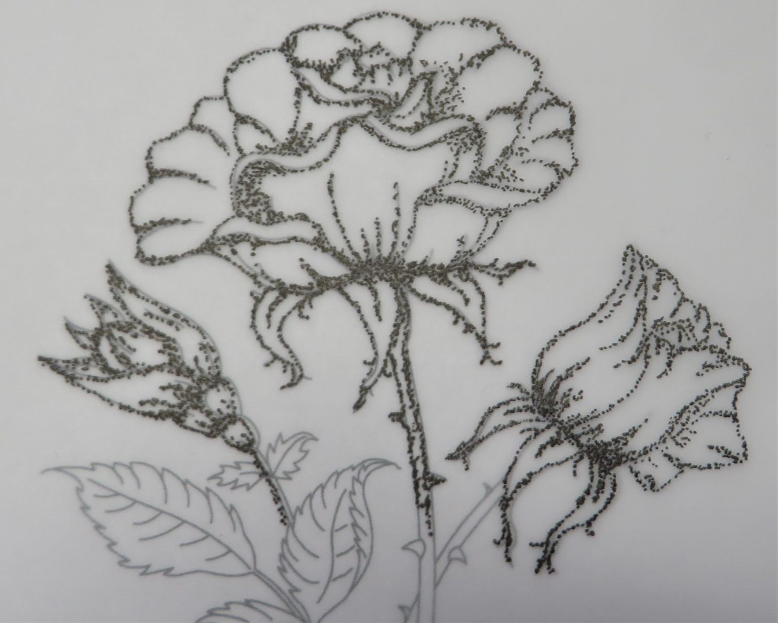 Clarity’s Blog Tutorial: How To – Pointillism Rose Using the Frosted ...